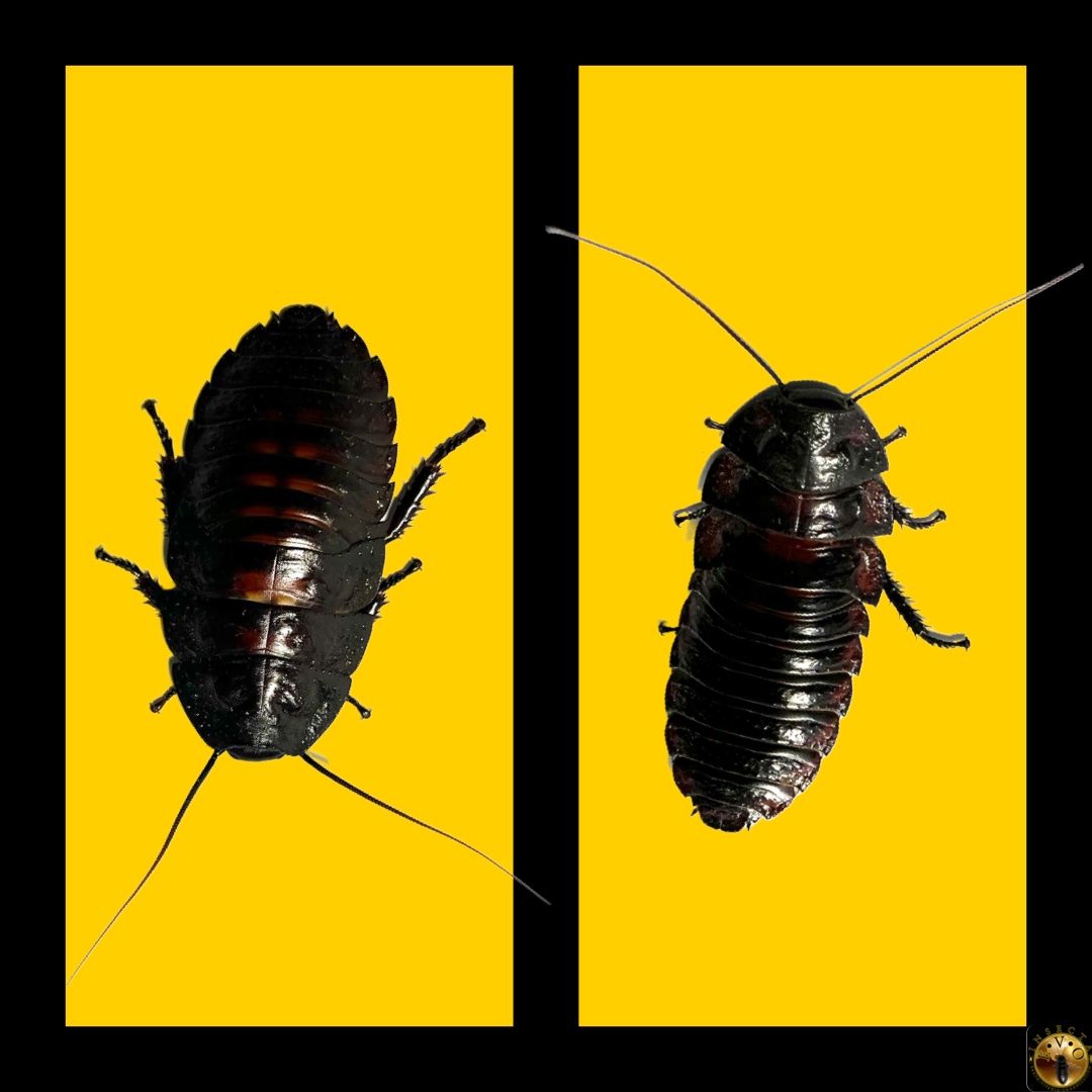 Pair Flat Horn Hissing (Aeluropoda Insignis) Cockroach by INSECTA EVO l ...