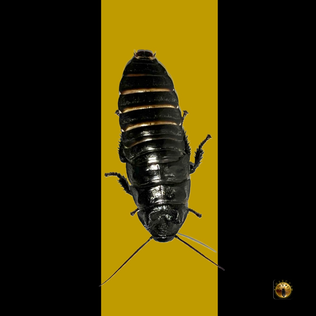 Male Black Tiger Hissing (Gromphadorhina Grandidier) Cockroach by ...