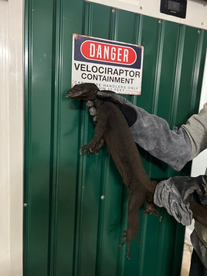 **FLASH SALE**Adult Black Dragon•Bred By”TOOTHLESS REPTILES” Water ...