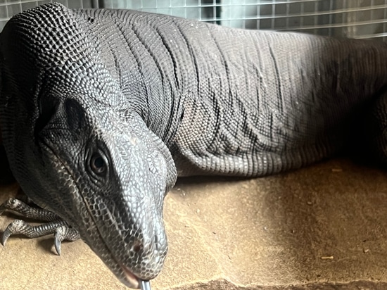 2yr Old Black Dragon• Bred From ”TOOTHLESS REPTILES” Water Monitor by ...