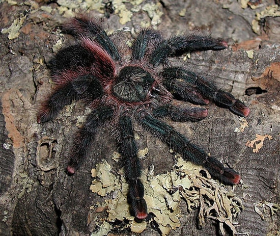 Goliath Pinktoe Tarantula 3 – 6”(Avicularia Braunshauseni) by INSECTA ...