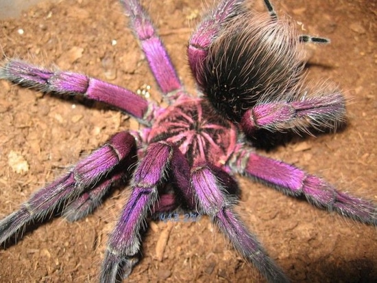 Brazilian Pink Bloom Tarantula 1-2" (Pamphobeteus Platyomma) by INSECTA ...