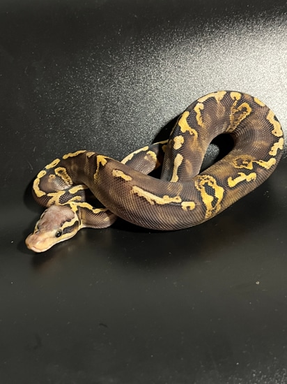 Super GHI Pastel Ball Python by Green Mountain Morphs