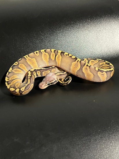 Super Pastel GHI Ball Python by Green Mountain Morphs