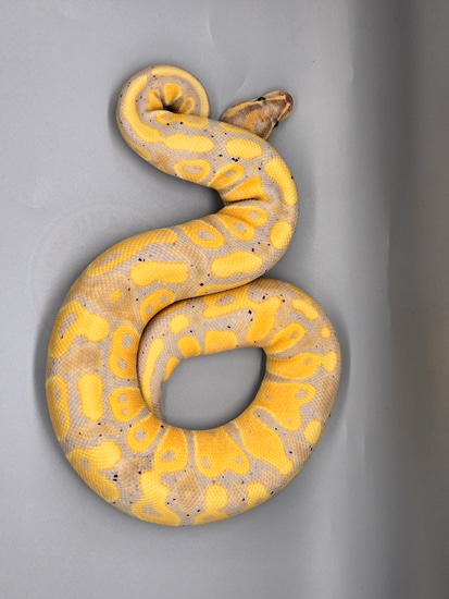 Banana DH Clown Piebald Ball Python by One 21 Mutations