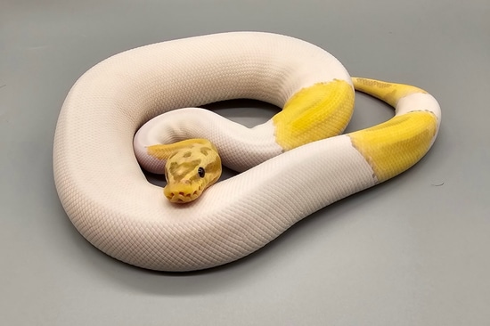Banana Leopard Pastel Piebald Het Clown Ball Python by One 21 Mutations
