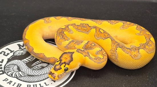 Super Gravel Super Enchi Clown Ball Python by One 21 Mutations