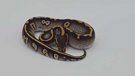 Chocolate Mojave DH Hypo Clown Ball Python by One 21 Mutations