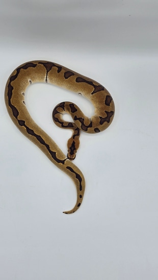 Super Enchi (Poss Gravel) Clown Ball Python by One 21 Mutations