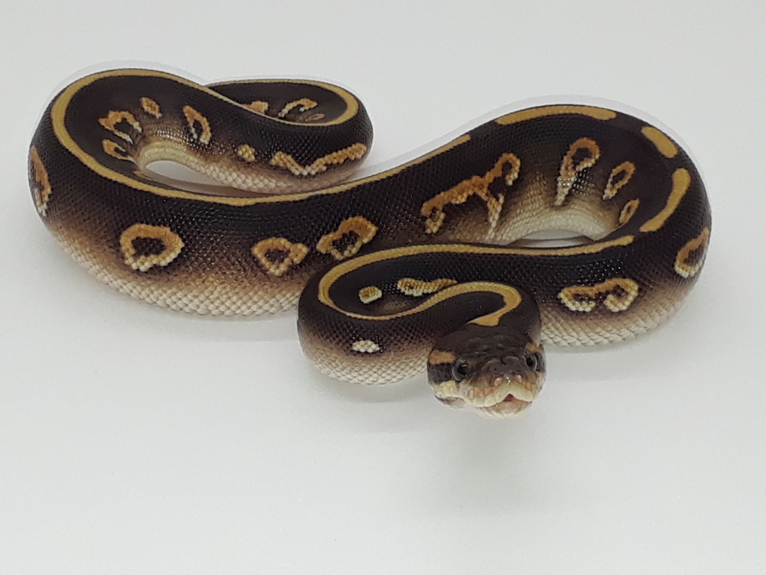 Mojave Black Pastel Het Desert Ghost Ball Python by Jonathon Sell ...