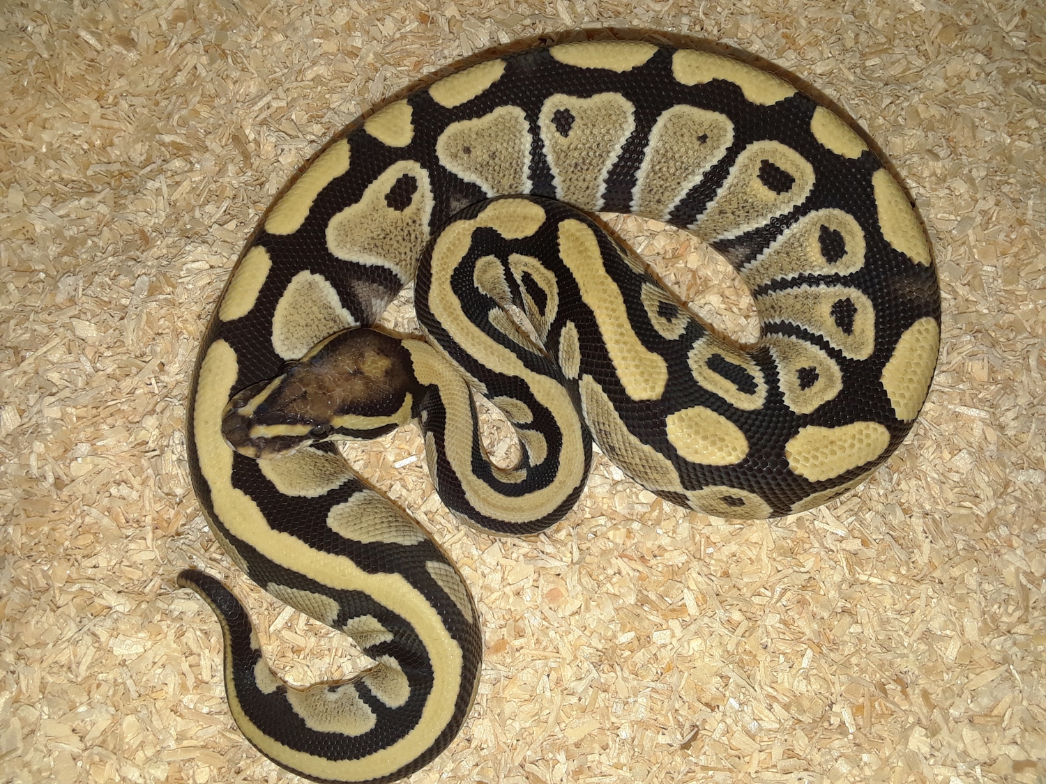 Desert Ghost Het Cryptic Ball Python by Jonathon Sell Reptiles ...