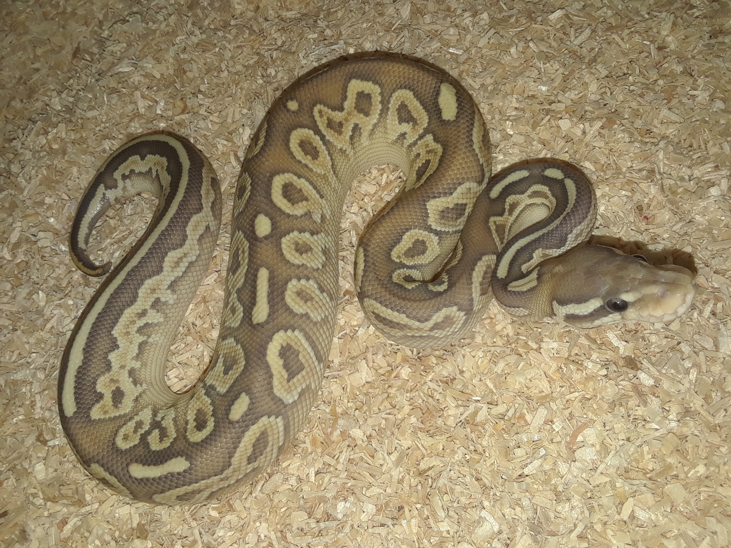 Black Pastel Butter Hypo Ball Python by Jonathon Sell Reptiles ...