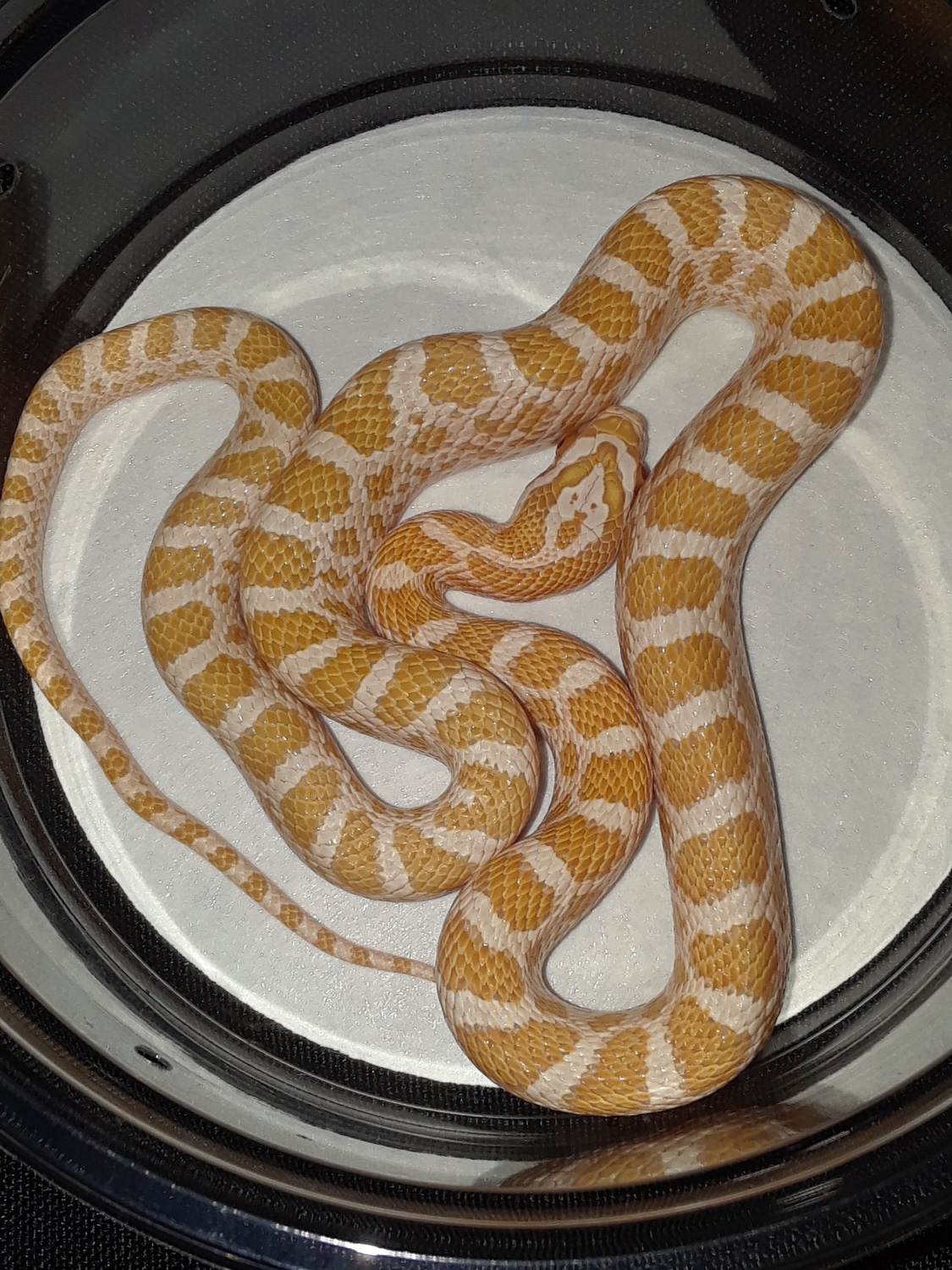 Albino Emory Other Rat Snake by Jonathon Sell Reptiles - MorphMarket