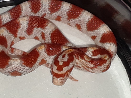 Candy Cane Corn Snake by Jonathon Sell Reptiles