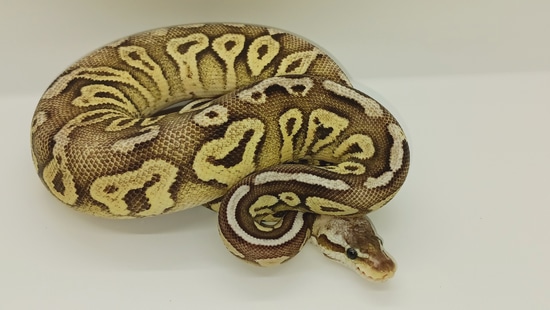 Pastel Cinnamon Fire Het Desert Ghost $100 RESERVE Ball Python by ...