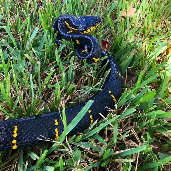 Sumatran Mangove Snake More Colubrid by JS Reptiles