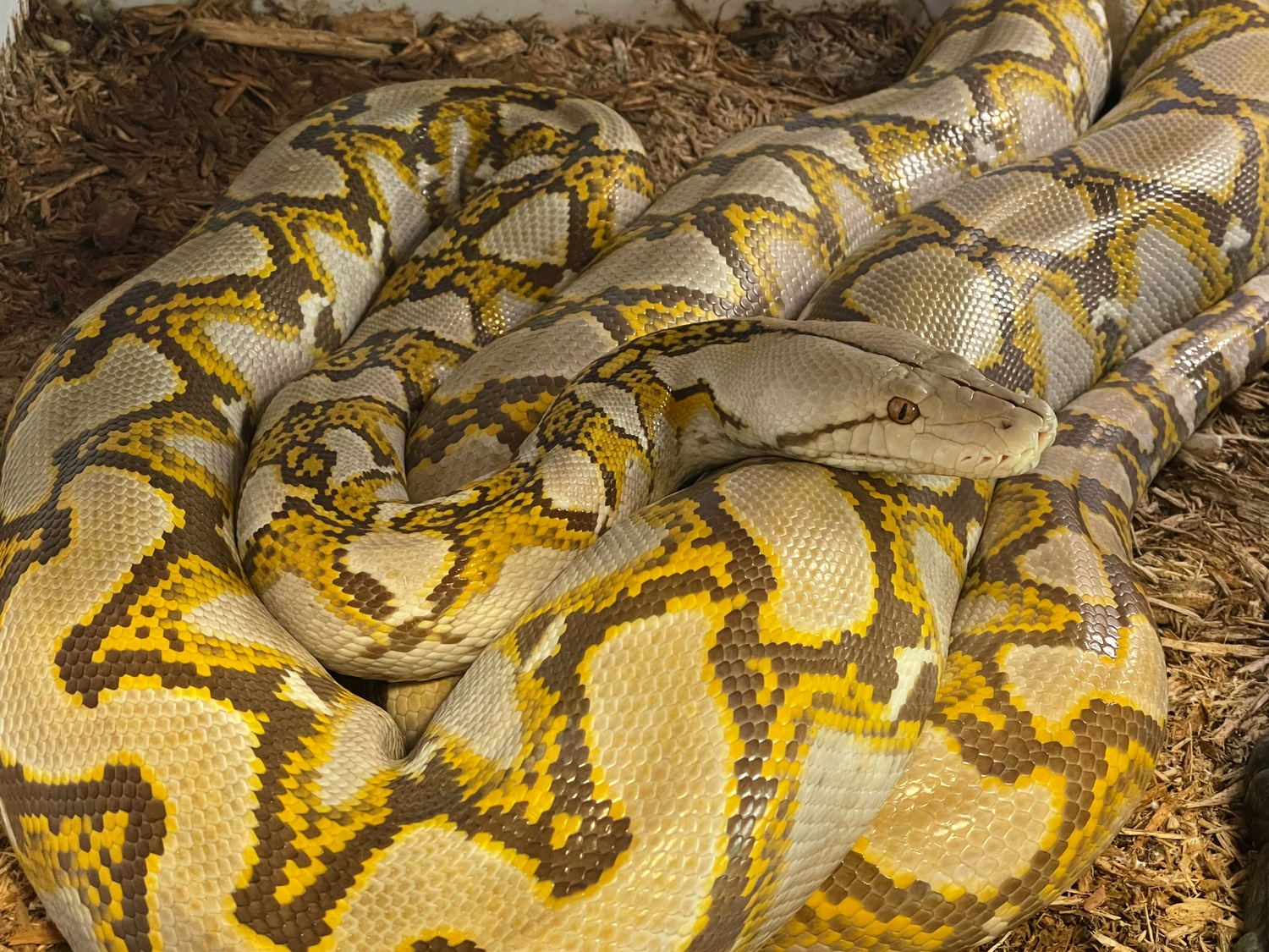 Mochino Reticulated Python by BHAP Global, LLC - MorphMarket