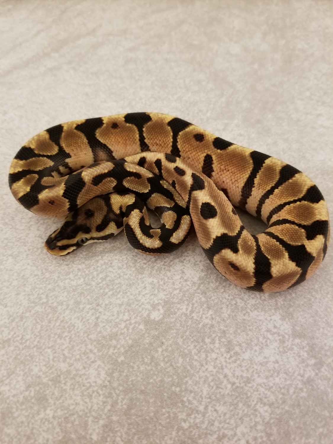 Enchi Spotnose Ball Python by Morgan Hill Morphs - MorphMarket