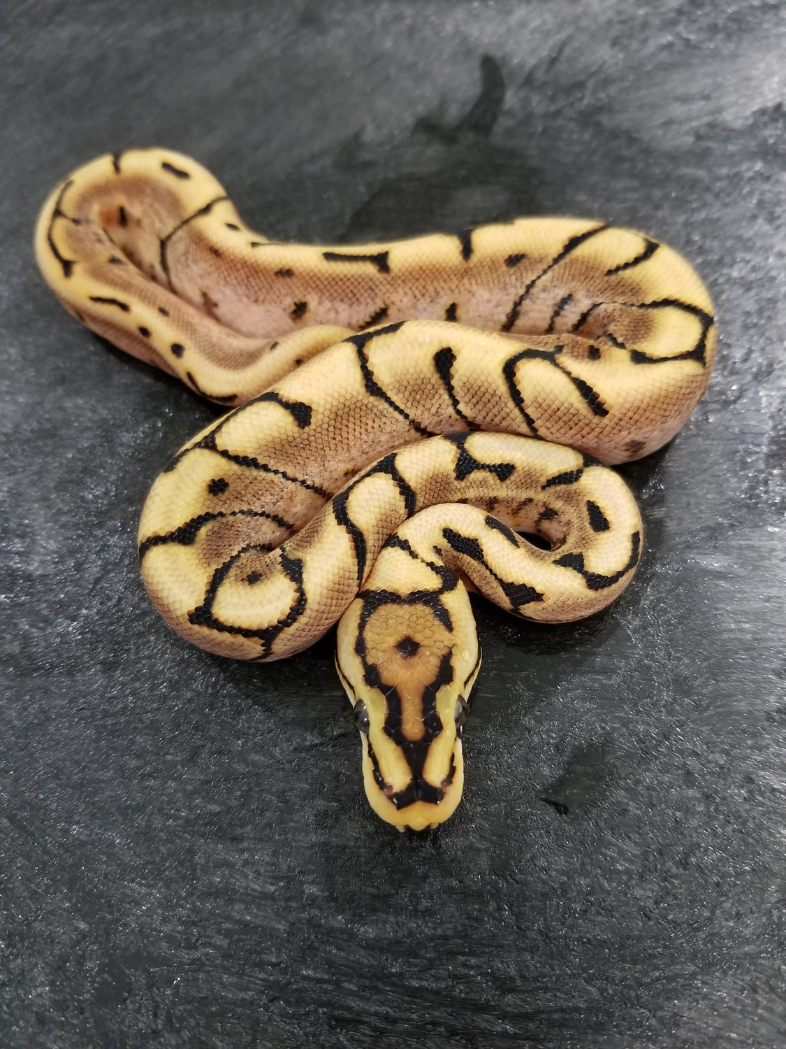 Spider Jungle Woma Pos Yellowbelly Ball Python by Morgan Hill Morphs ...