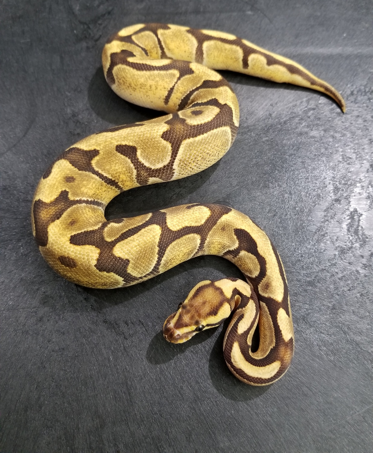 Enchi Lemonback Ball Python by Morgan Hill Morphs - MorphMarket