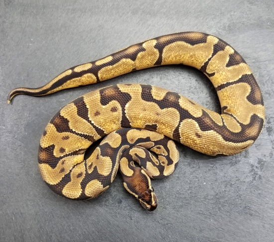 Enchi Citron Ball Python by Morgan Hill Morphs