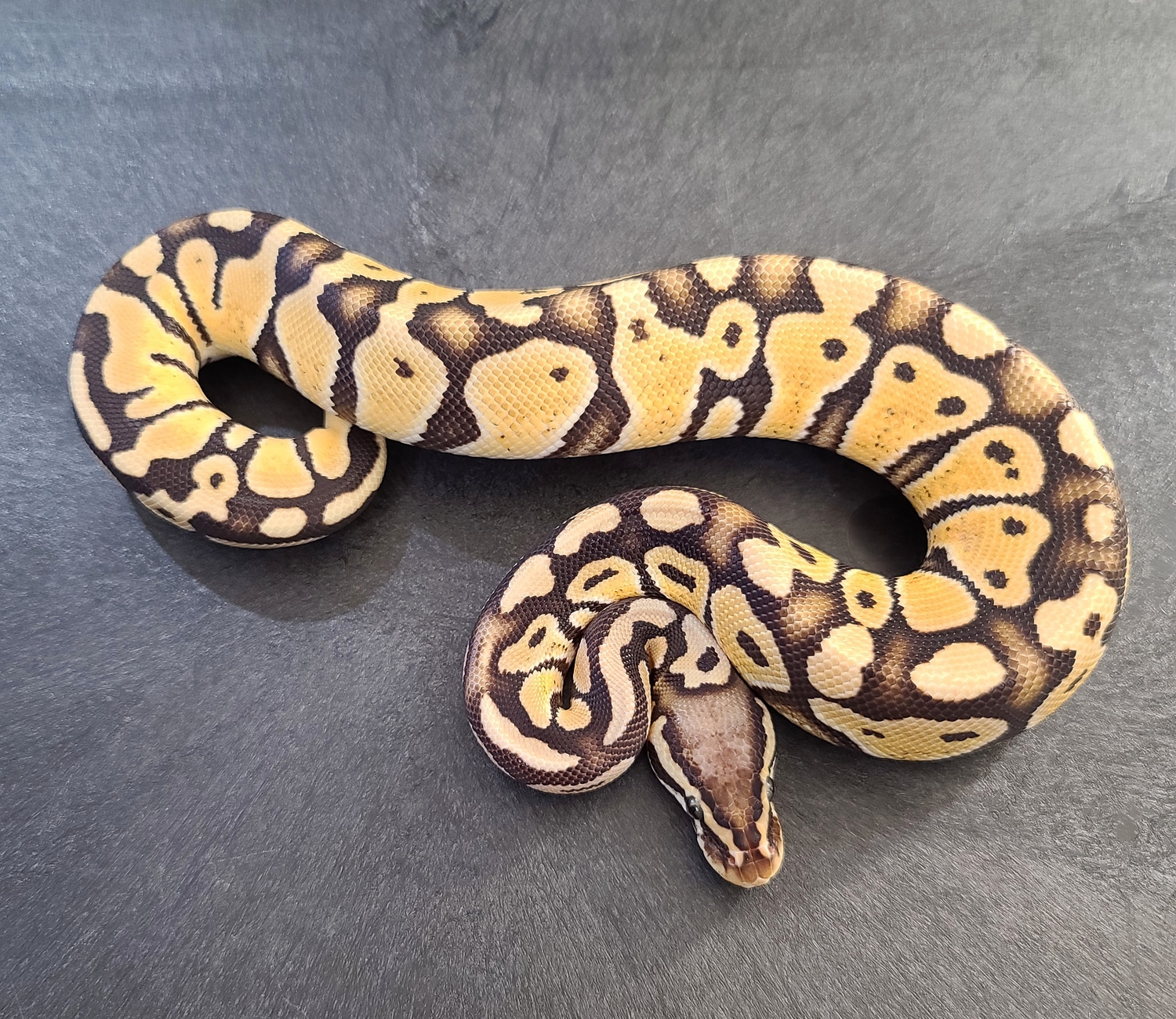 Pastel Trojan Ball Python by Morgan Hill Morphs - MorphMarket