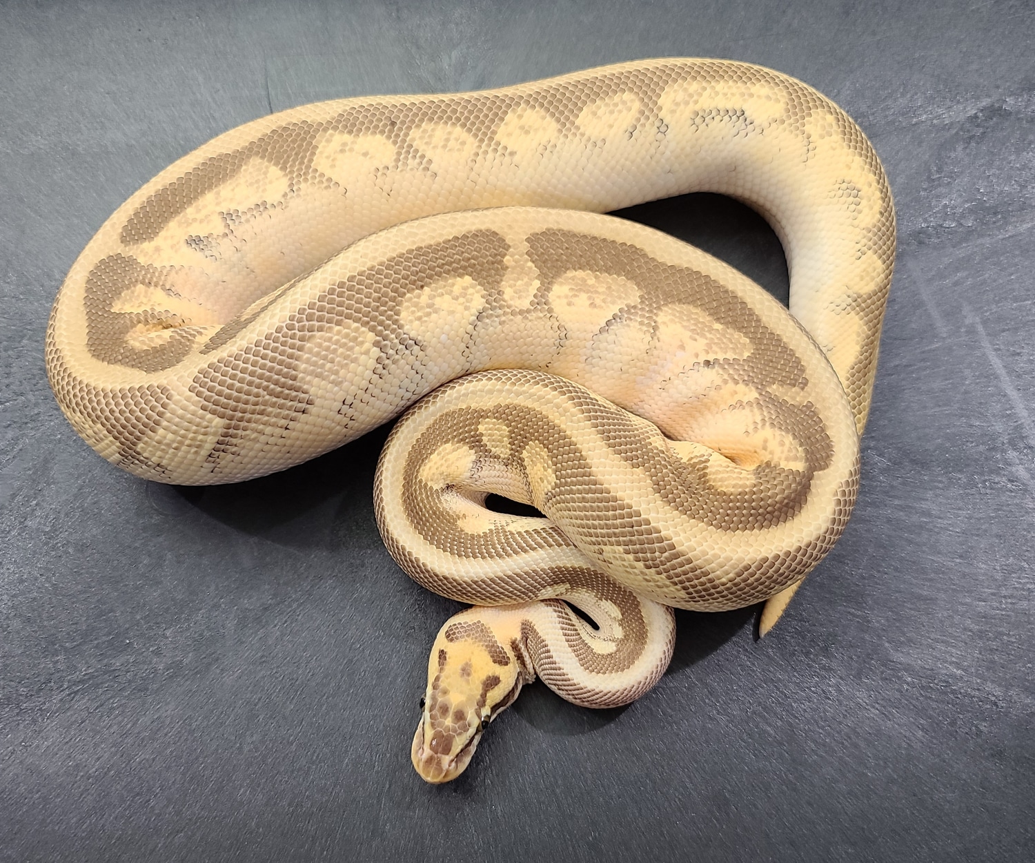 Pastel Enchi Lesser Spotnose Ball Python by Morgan Hill Morphs ...