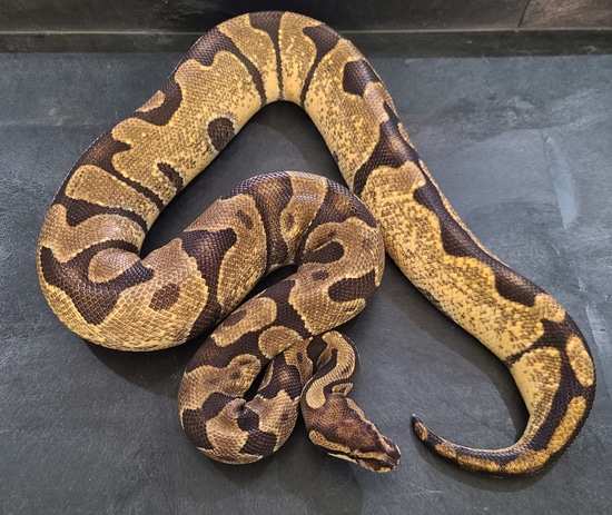 Enchi Citron Ball Python by Morgan Hill Morphs