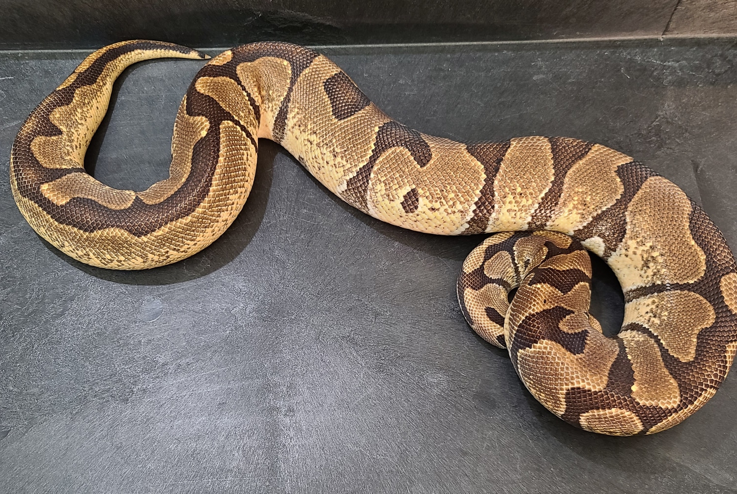 Enchi Citron Ball Python by Morgan Hill Morphs - MorphMarket