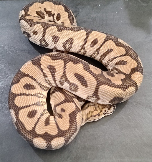 Spotnose Clown Ball Python by Morgan Hill Morphs