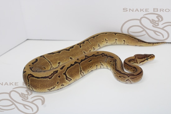 Pinstripe Het Sunset Het Pied Ball Python by Rockin S Scales