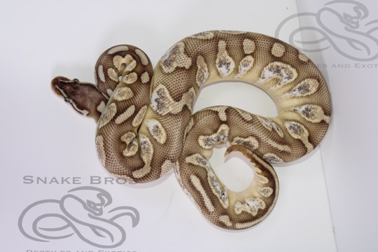 Lesser Calico Ball Python by Rockin S Scales
