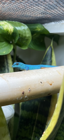 Electric Blue Day Gecko by Cane Run Reptiles