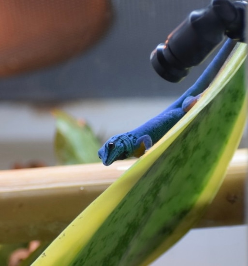 Young Adult Pair Of Lygodactylus Williamsi Electric Blue Day Gecko by ...