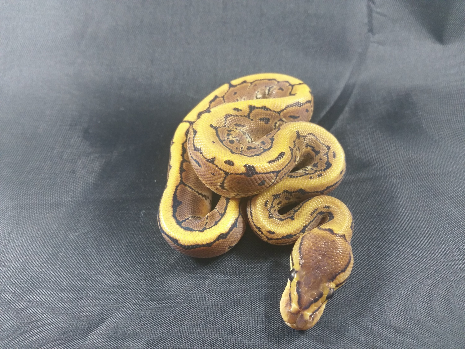 Pinstripe Ball Python by Middle River Royals - MorphMarket