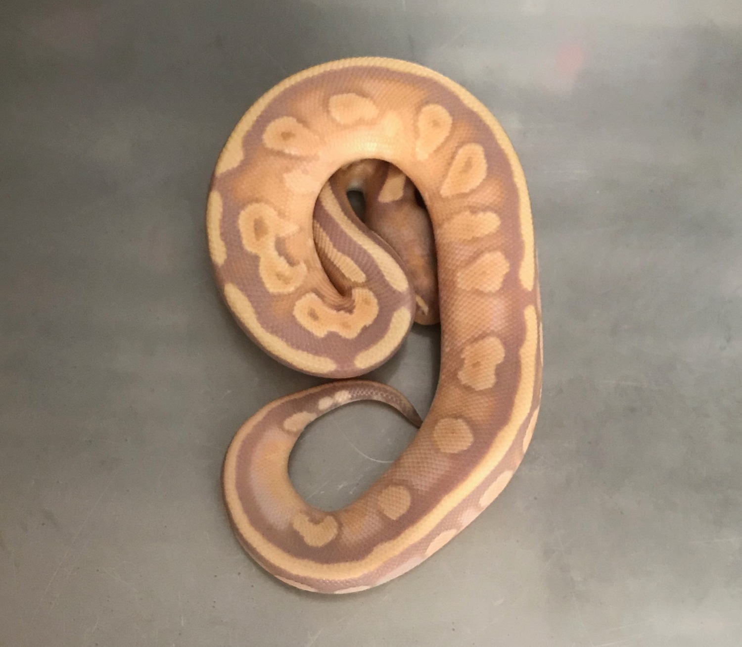 Banana Mojave Probable Sugar Ball Python by JSV Snakes - MorphMarket