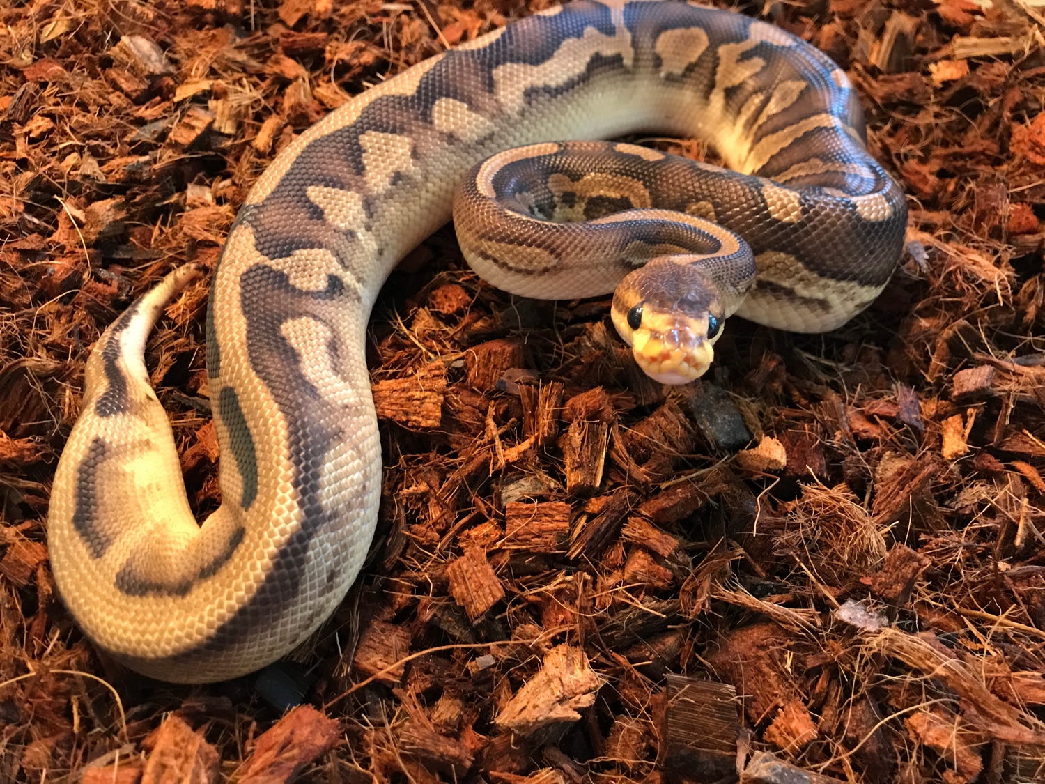 Leopard Enchi Champagne Het Pied Ball Python by JSV Snakes - MorphMarket