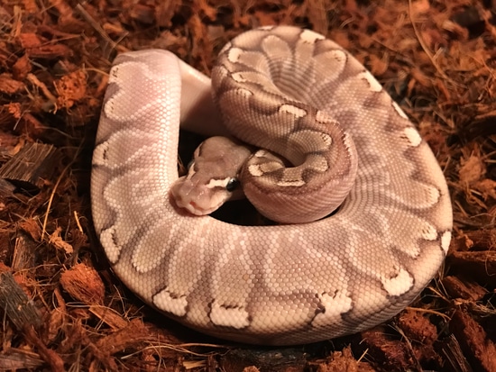 Bamboo Ghi Ball Python by JSV Snakes