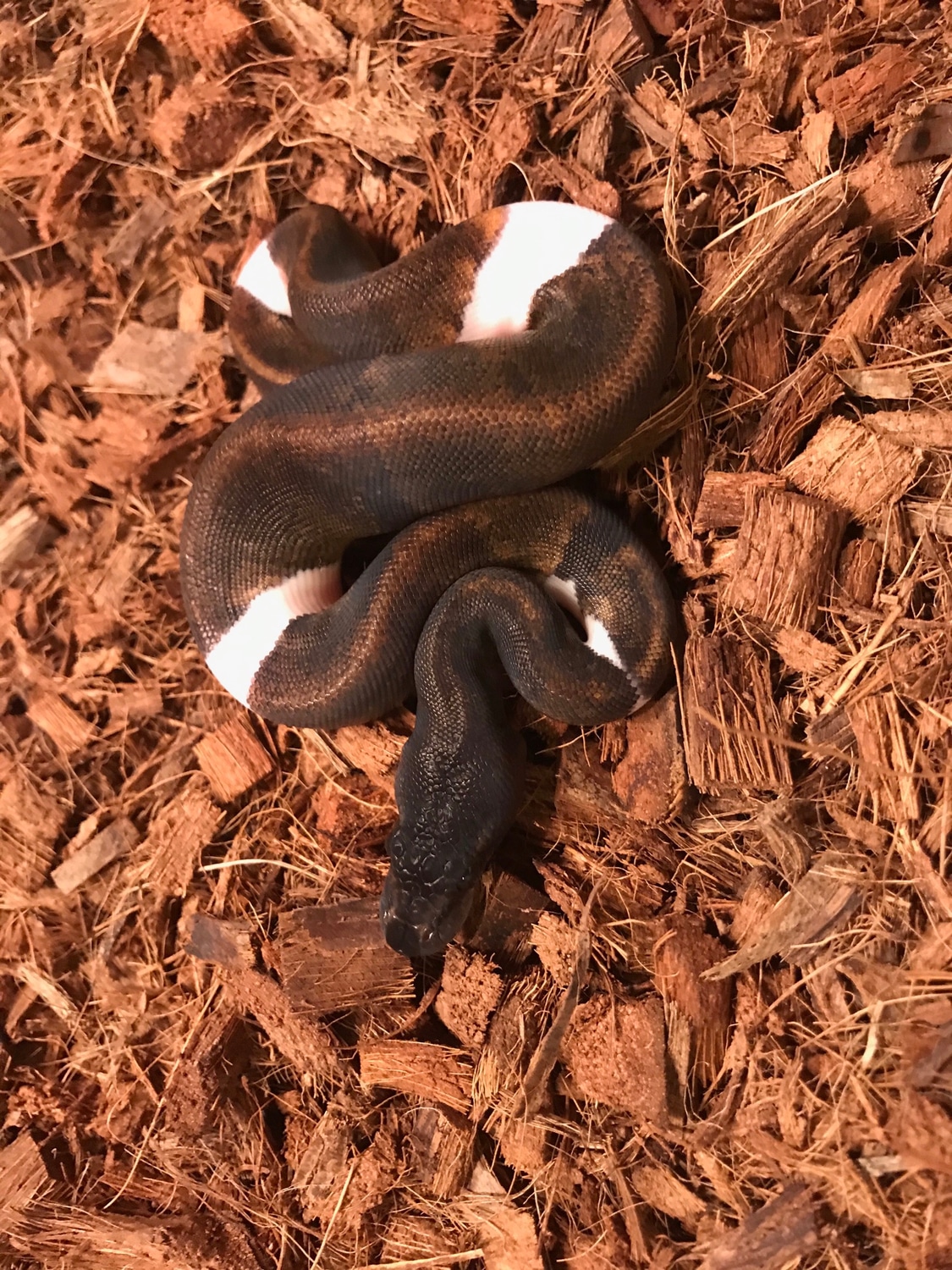 Suma Pied Ball Python by JSV Snakes - MorphMarket
