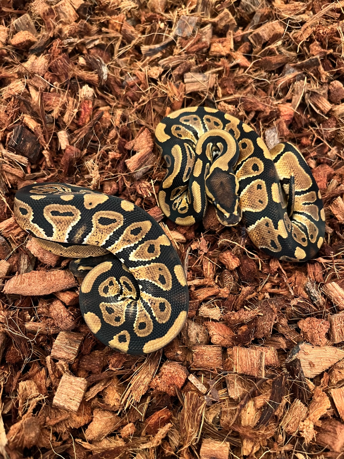 Triple Het Ultramel Clown Pied Pair Ball Python by JSV Snakes - MorphMarket