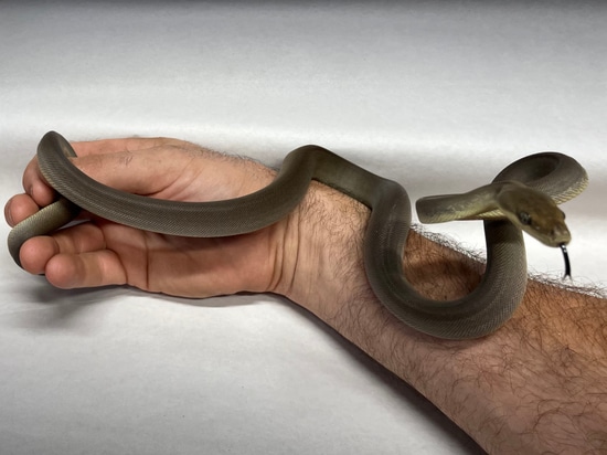 Mixed Sex Olive Pythons By Joseph Szczesniak 