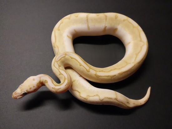 Pastel Bamboo Spider Female Ball Python by JTC Exotics
