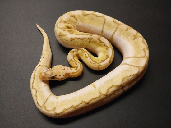 Pastel Bamboo Spide Ball Python by JTC Exotics