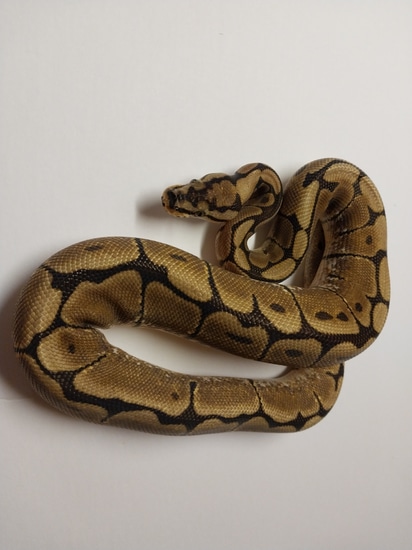 Spider Female Ball Python by JTC Exotics