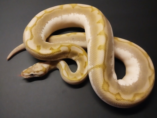 Bamboo Spider Proven Breeder Male Ball Python by JTC Exotics
