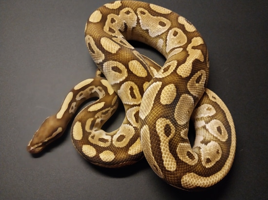 Butter Adult Male Ball Python by JTC Exotics
