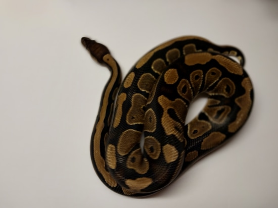 Normal Subadult Female Ball Python by JTC Exotics