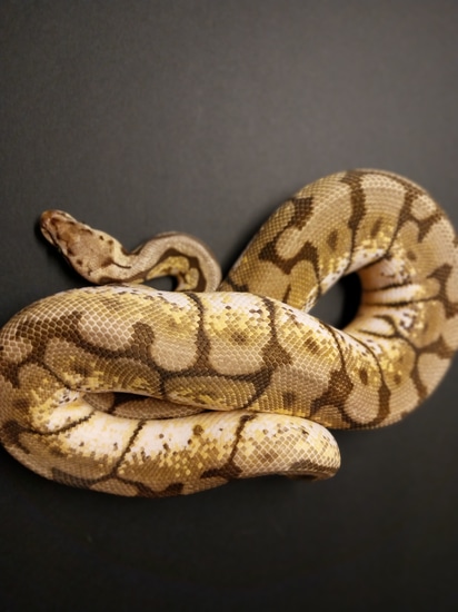 Spider Pastel (Zero Wobble) Ball Python by JTC Exotics