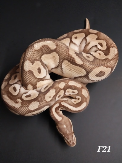 Vanilla Pastel Ball Python by JTC Exotics