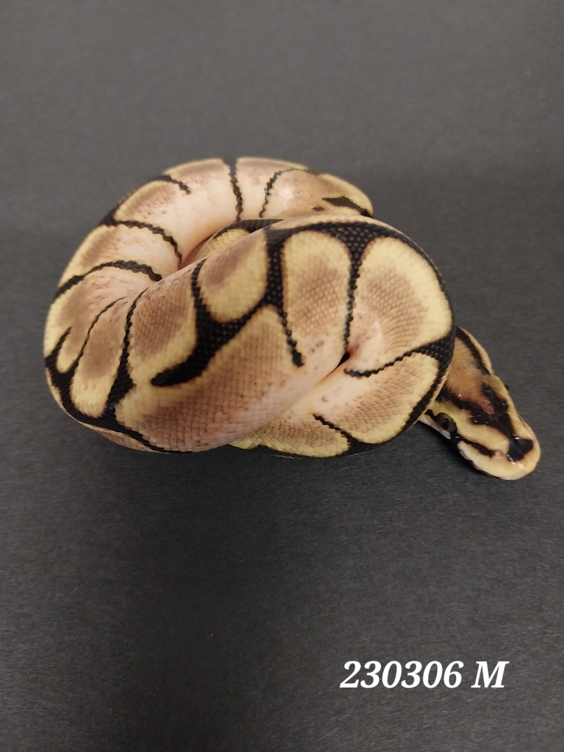 Orange Dream Spider Pos Het Clown Male Ball Python by JTC Exotics - MorphMarket